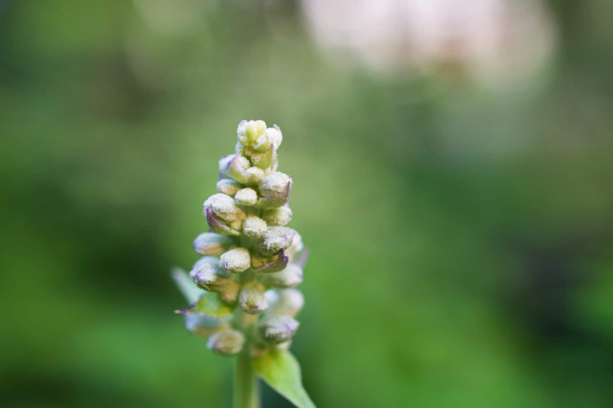 Salvia High: Understanding Its Effects, Risks & Duration